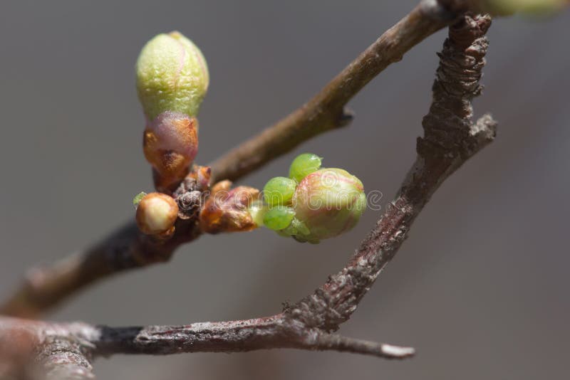 Spring Bud. Composition of Nature Stock Image - Image of burst, fresh ...