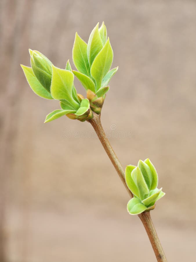 Spring bud nature stock photo. Image of foliage, green - 136023726
