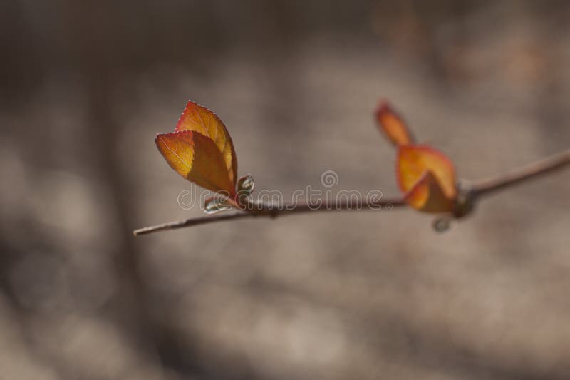 Spring Bud stock image. Image of beginning, closeup, change - 39784241