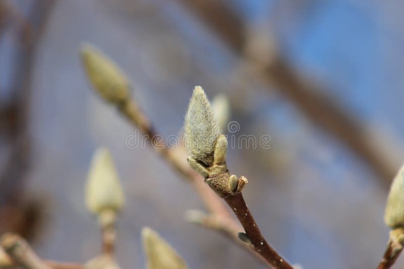 Spring bud stock photo. Image of love, grow, budding - 39101818