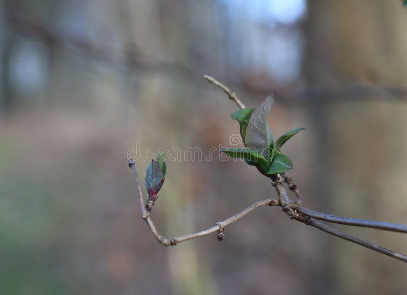 Spring bud stock image. Image of white, young, buds, nature - 67363799