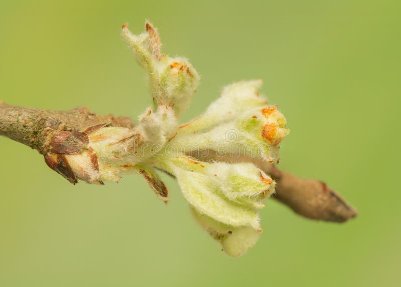 Spring bud stock photo. Image of nature, macro, shoot - 38852010