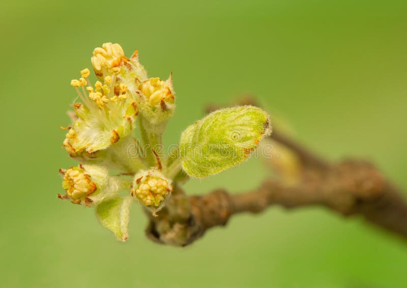 Spring bud stock image. Image of green, nature, detail - 38855529