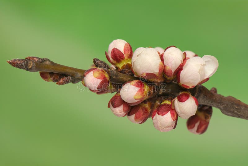 Spring stock image. Image of spring, growth, white, flower - 39288983
