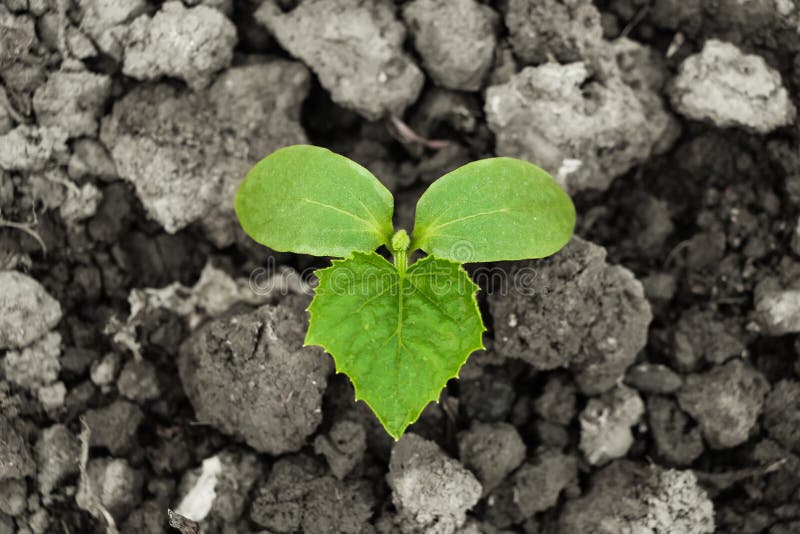 Spring bud stock photo. Image of botany, environmental - 57336058