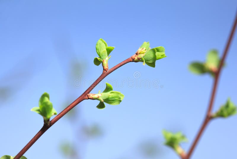 Spring budding stock photo. Image of delicate, brown - 20073630