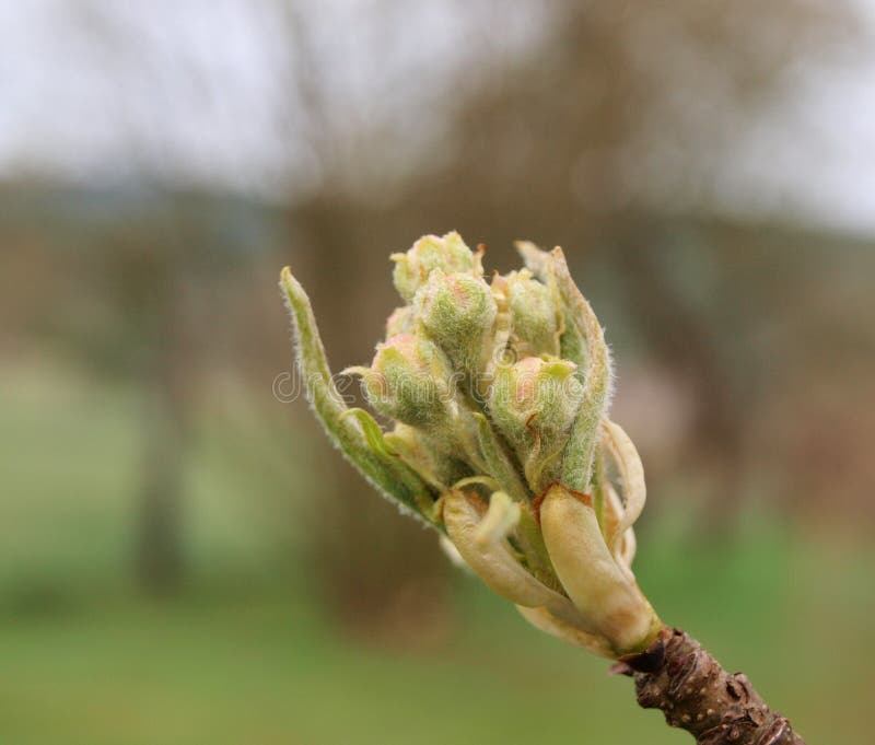 Spring Budding Trees, Southern Bohemia Stock Photo - Image of plant ...