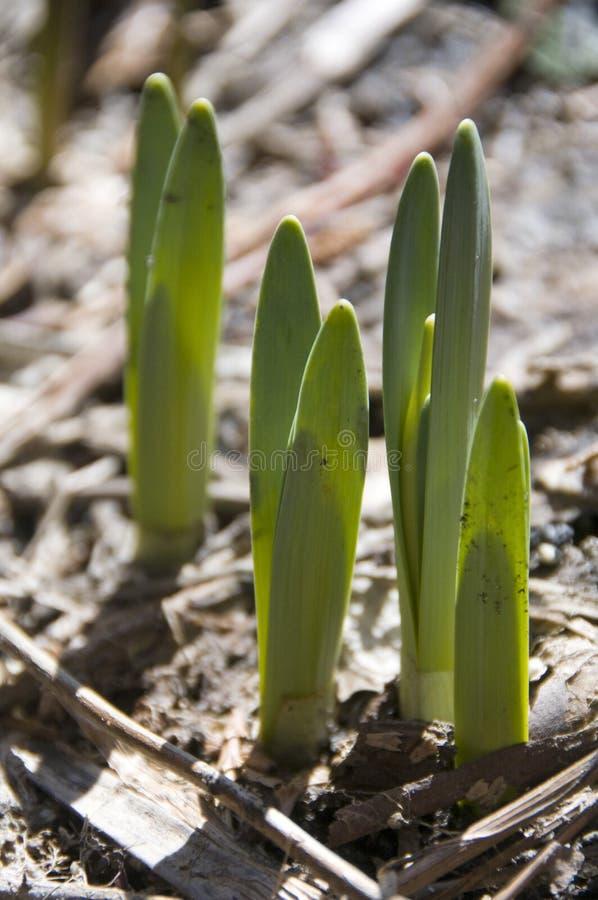 Spring buds stock image. Image of fragility, concepts - 13579049