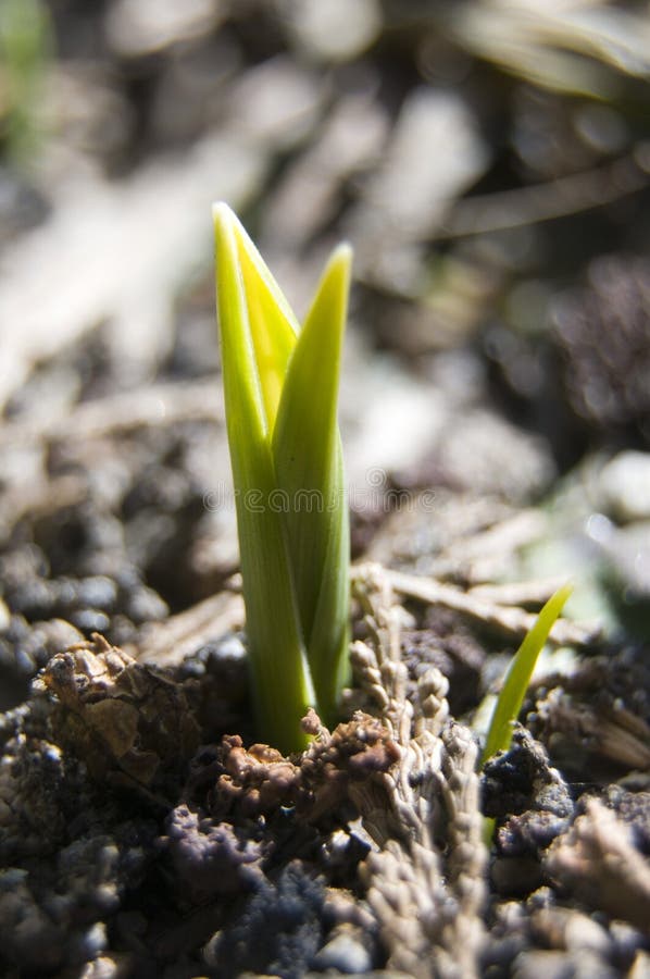 Spring buds stock photo. Image of organic, concepts, dirt - 13579200