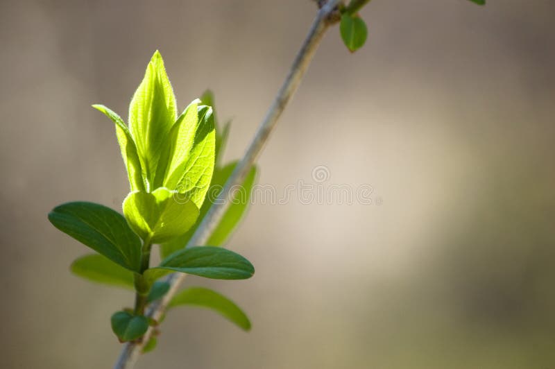 Spring buds stock photo. Image of cuddly, plant, awake - 12973398