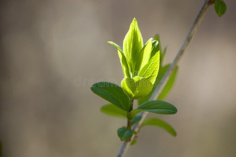 Spring buds stock photo. Image of cuddly, plant, awake - 12973398