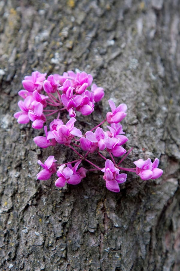 Spring Buds Around Tree Trunk Stock Image - Image of outdoors, green ...