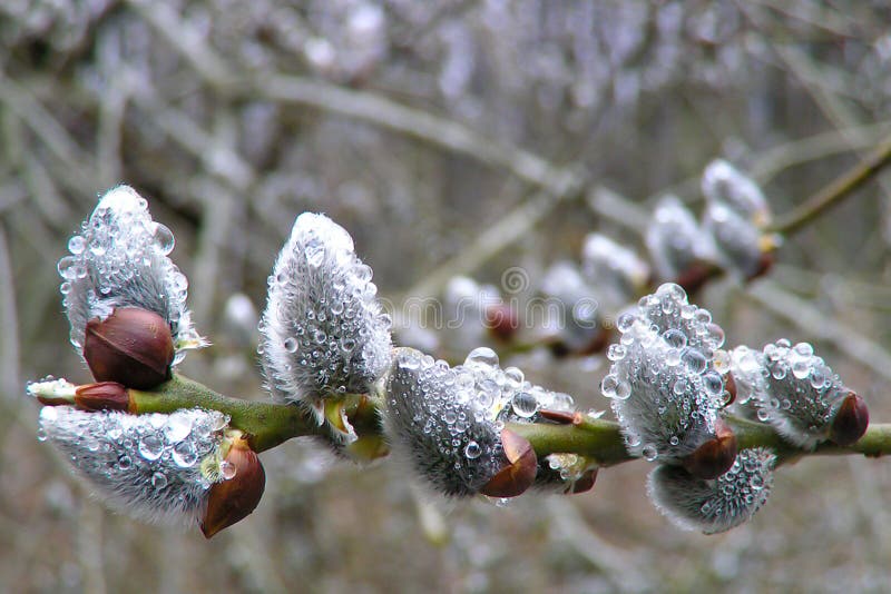 Spring buds stock image. Image of season, easter, flowering - 16693937