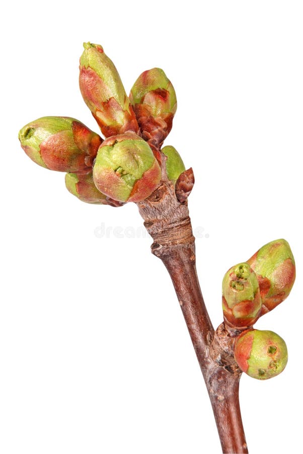 Spring Buds stock photo. Image of white, studio, twig - 19722968
