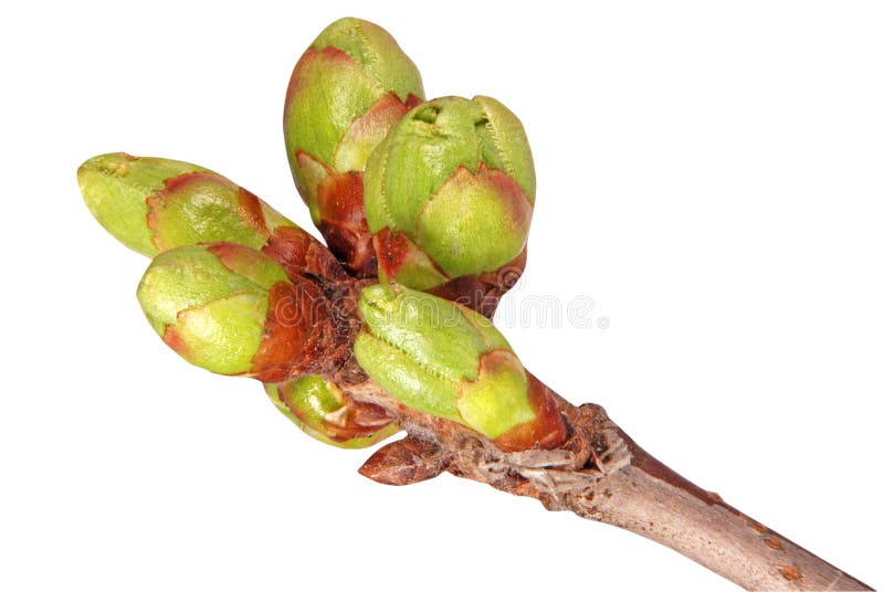 Spring Buds stock image. Image of twig, burgeon, green - 19851679