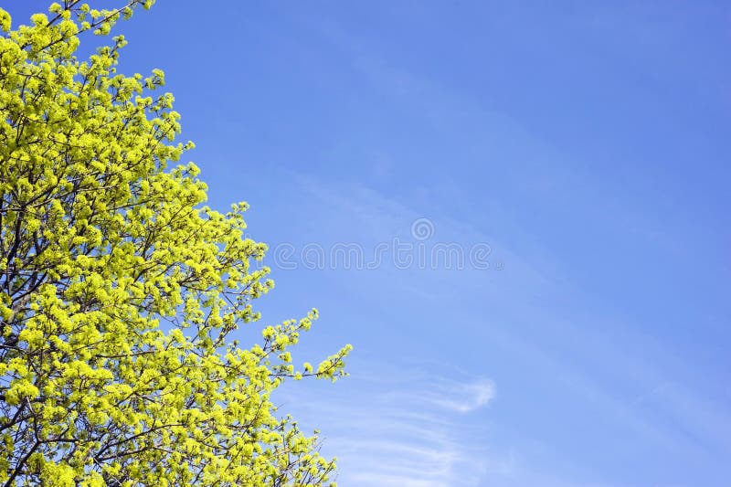 Spring buds stock image. Image of earth, season, yellow - 23967237