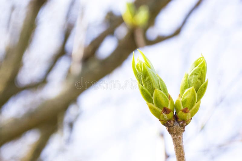 Spring Buds stock image. Image of lilac, brown, budding - 24060137
