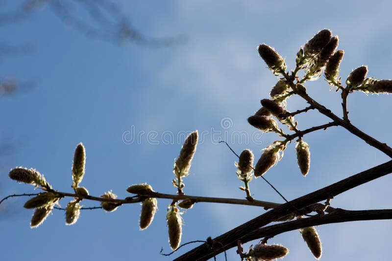Spring buds stock image. Image of spring, buds, nature - 646613
