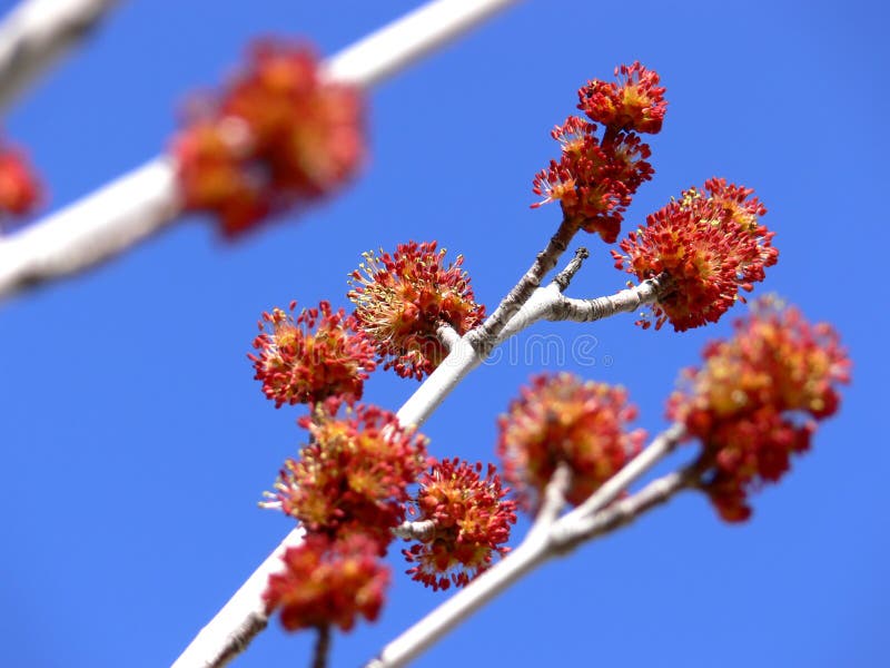 Spring Buds Picture. Image: 662245
