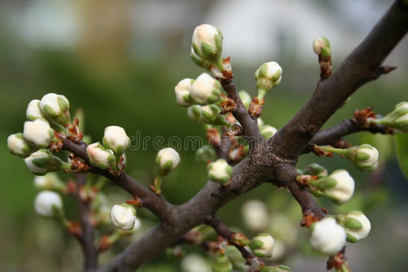 Spring buds stock photo. Image of cuddly, plant, awake - 12973398