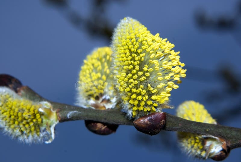 Spring buds stock image. Image of fertile, nature, scent - 8609305