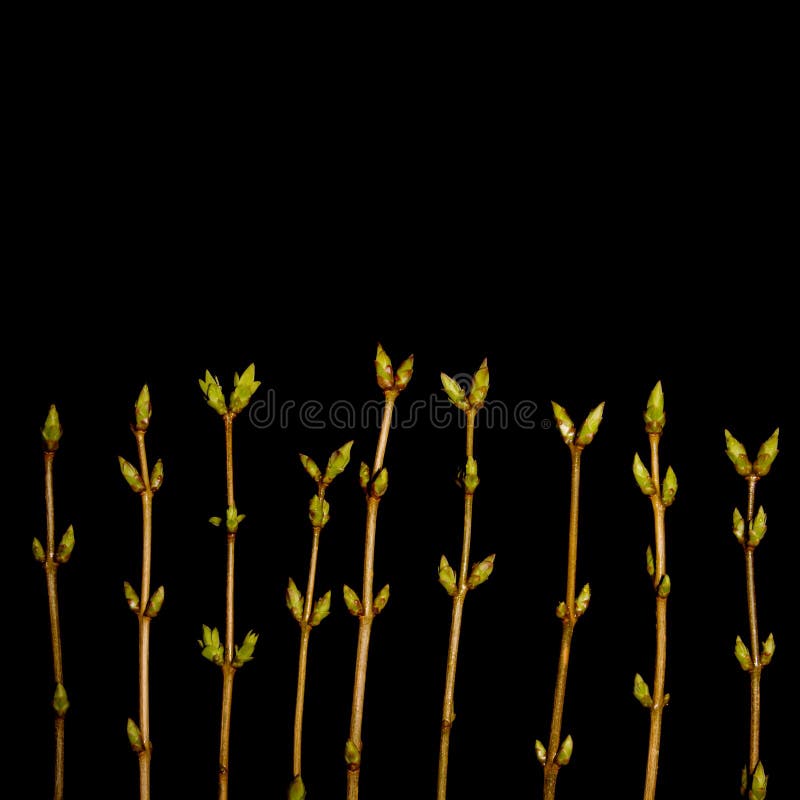 Spring buds stock photo. Image of cuddly, plant, awake - 12973398