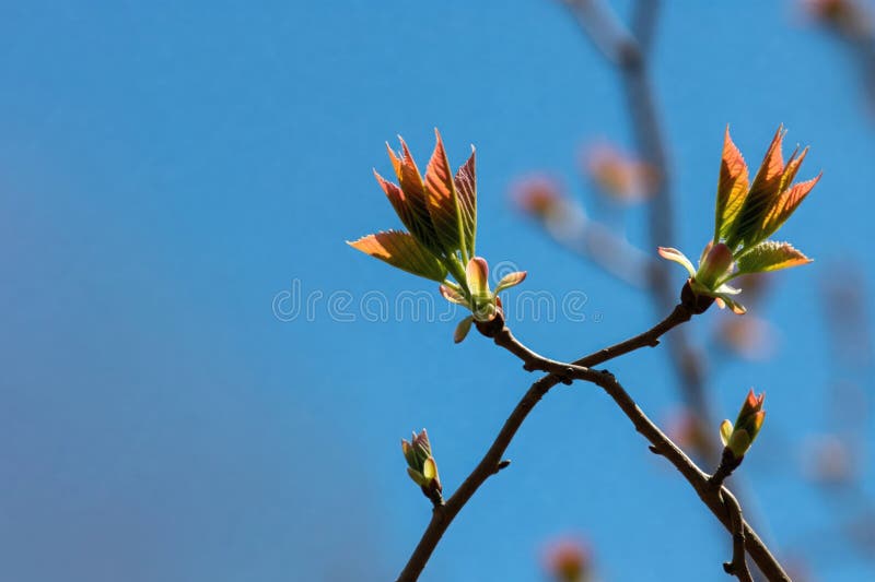 Spring Buds Against a Bright Blue Sky. Space for Text. Stock Photo ...