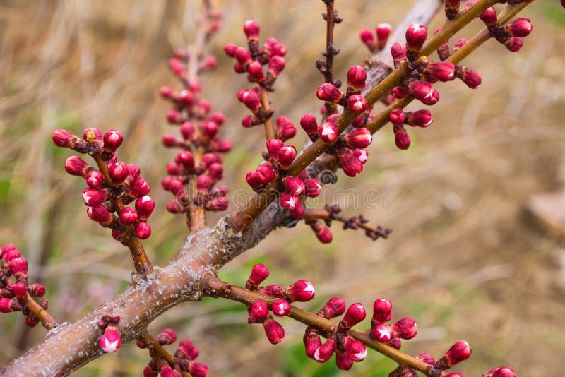 Spring Buds of Apricot. Pop-up Buds of Apricot Tree Flowers Stock Photo ...