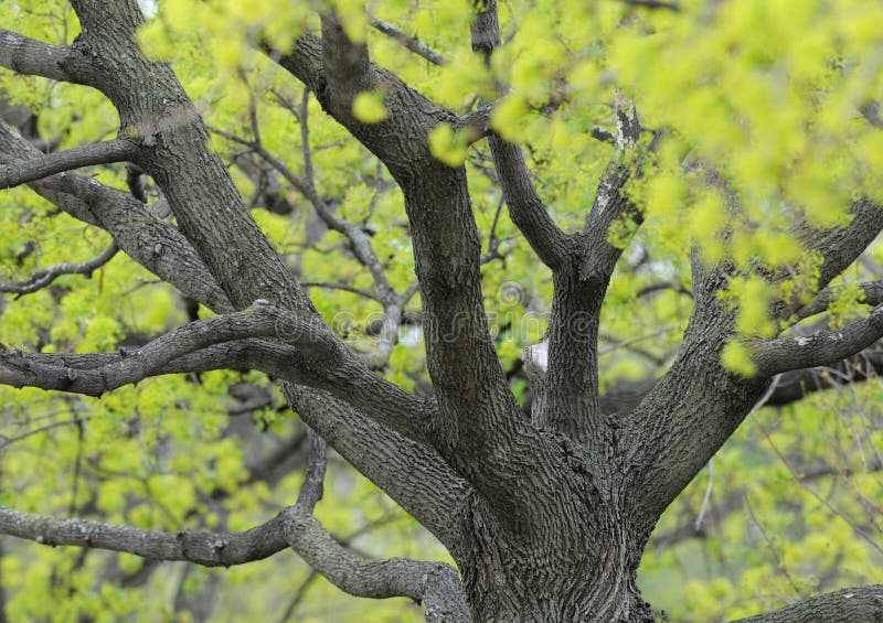 Spring Buds Around Tree Trunk Stock Image - Image of outdoors, green ...