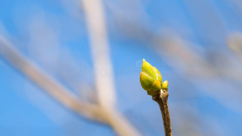 Spring Buds on a Background of the Sky Stock Image - Image of blossom ...