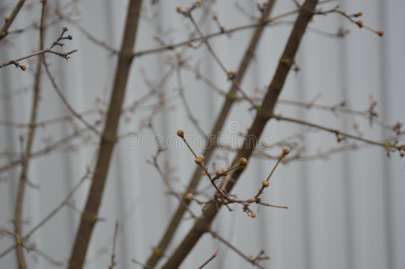 Spring Buds Bloom on Trees in the Garden Stock Image - Image of health ...