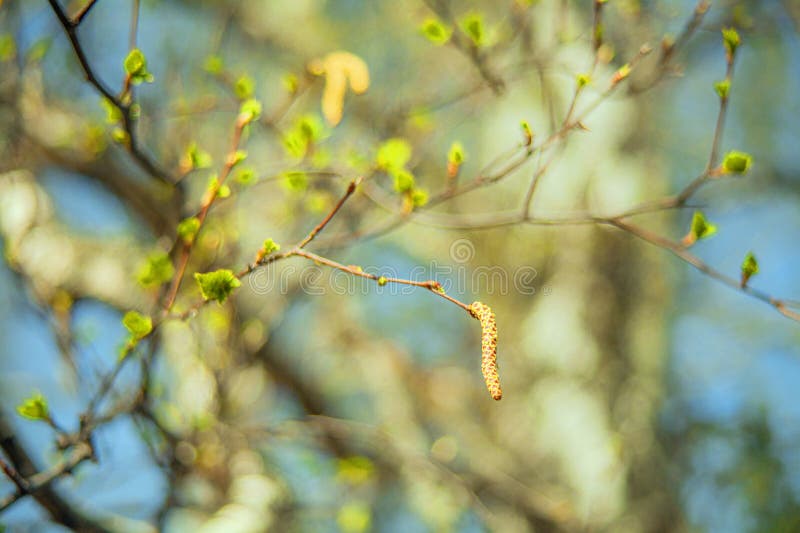 In Spring, Buds Bloom on the Trees. Macro. Soft Bokeh Background Stock ...