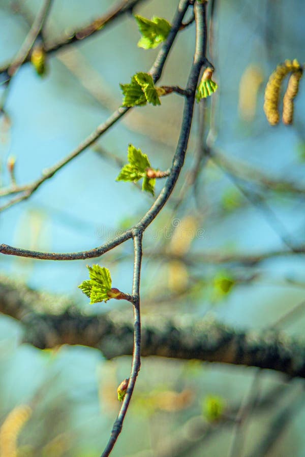 In Spring, Buds Bloom on the Trees. Macro. Soft Bokeh Background Stock ...