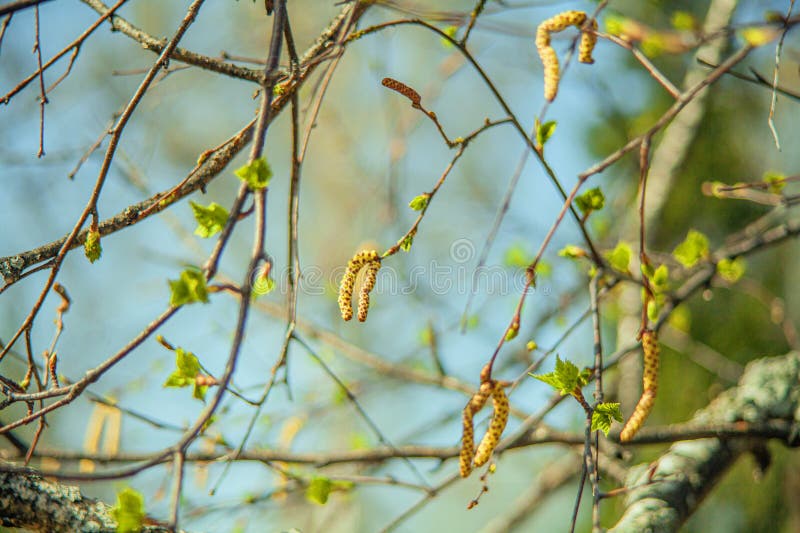 In Spring, Buds Bloom on the Trees. Macro. Soft Bokeh Background Stock ...