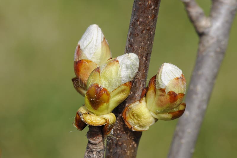 Spring bud stock photo. Image of open, march, botanical - 1319160