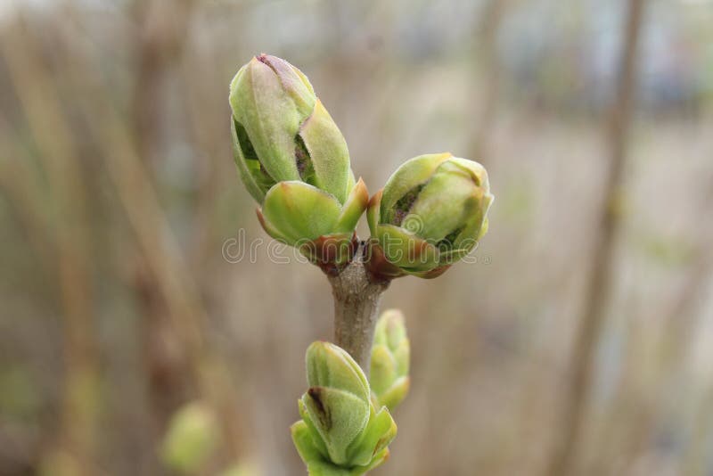 Spring Spring Buds on a Branch. Budding Close-up. Spring Foliage Stock ...