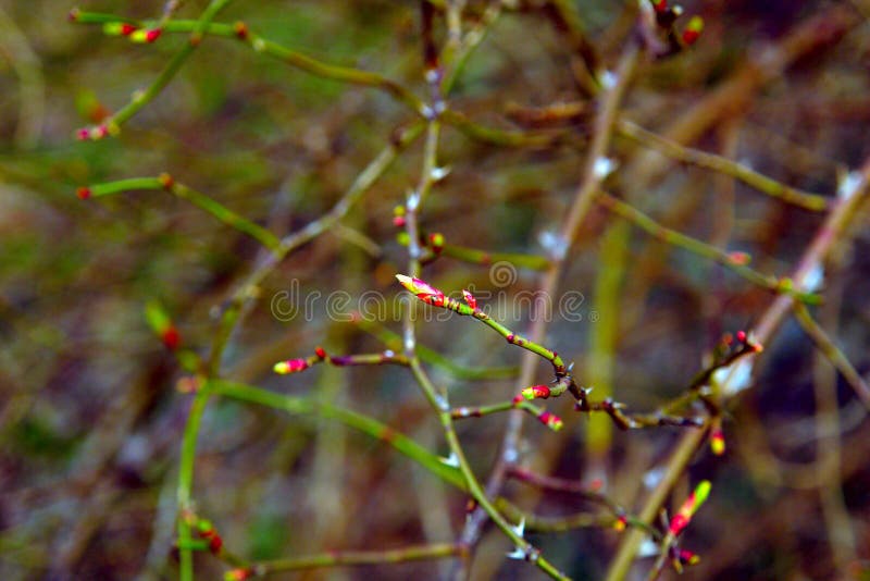Spring buds stock image. Image of garden, shadows, forest - 46431543