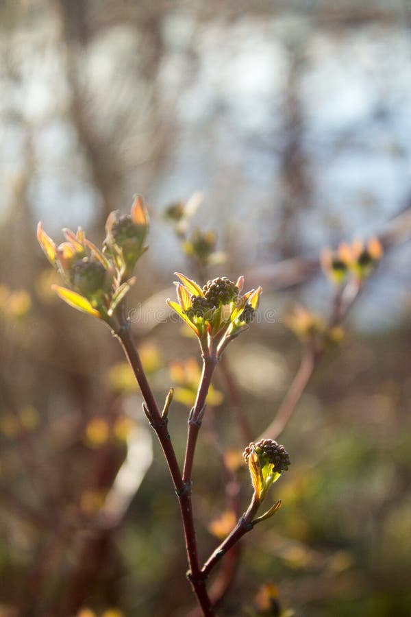 Spring Buds stock image. Image of branch, life, season - 90835917