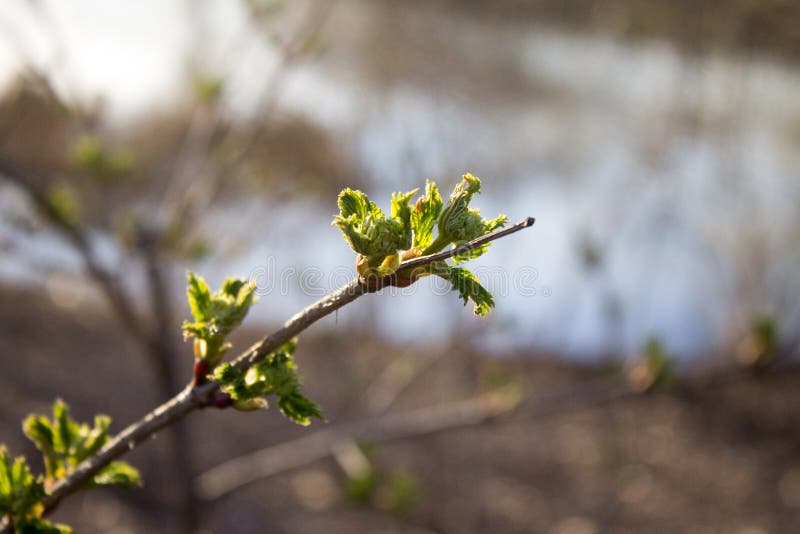 Spring Buds stock photo. Image of plant, buds, season - 90836004