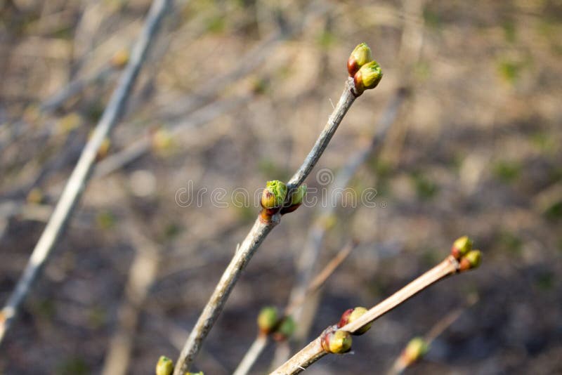 Spring Buds stock image. Image of young, buds, green - 91057193
