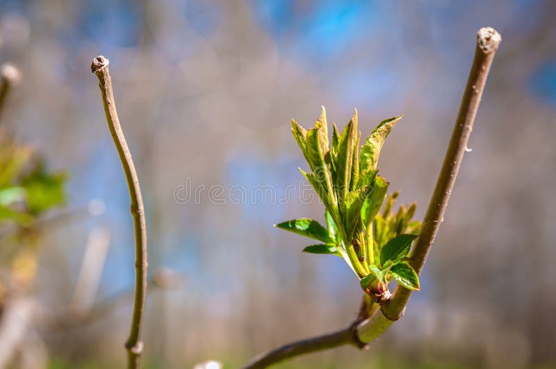 Spring buds composition stock image. Image of nature - 39575615