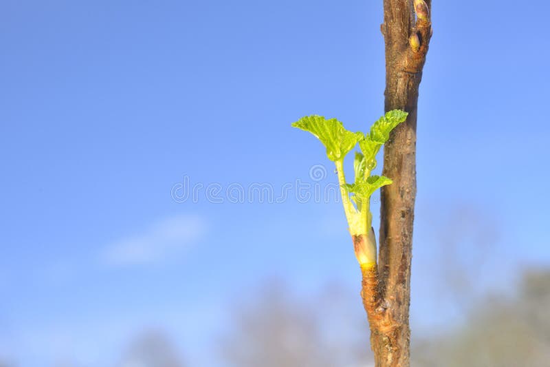 Spring Buds stock photo. Image of flora, environment - 30453252