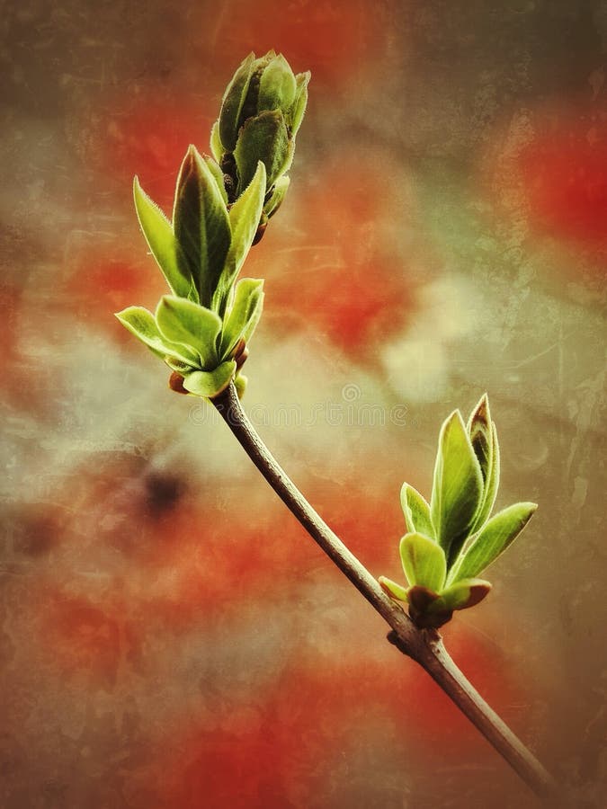 Spring buds and lens flare stock image. Image of wallpaper - 54014753