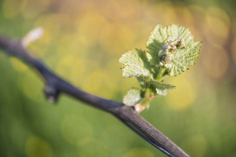 Spring Buds on a Grape Vine Stock Photo - Image of gardening, sprout ...