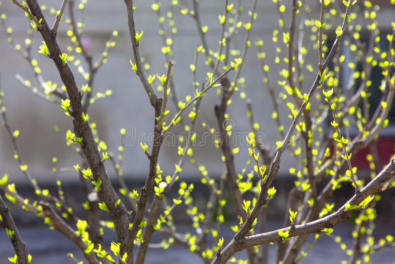Spring buds stock image. Image of branch, plant, green - 146562107
