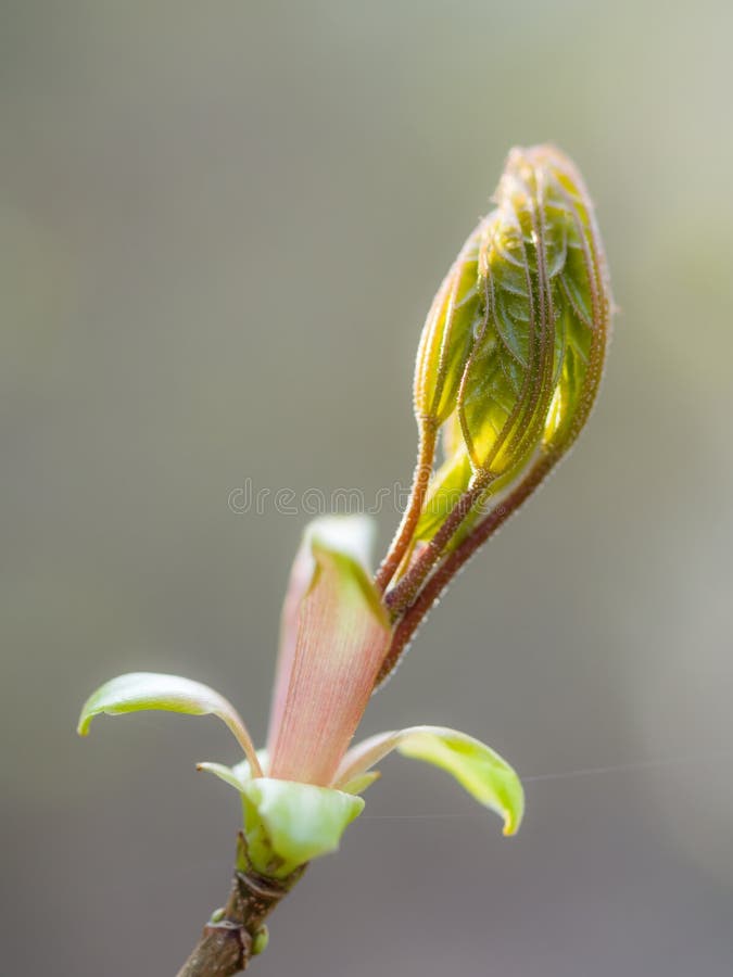 Spring buds stock photo. Image of spring, growth, leaves - 30590686