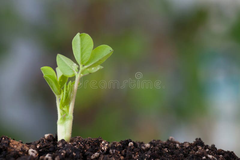 Spring Buds Grow from the Soil Stock Photo - Image of spring, plants ...