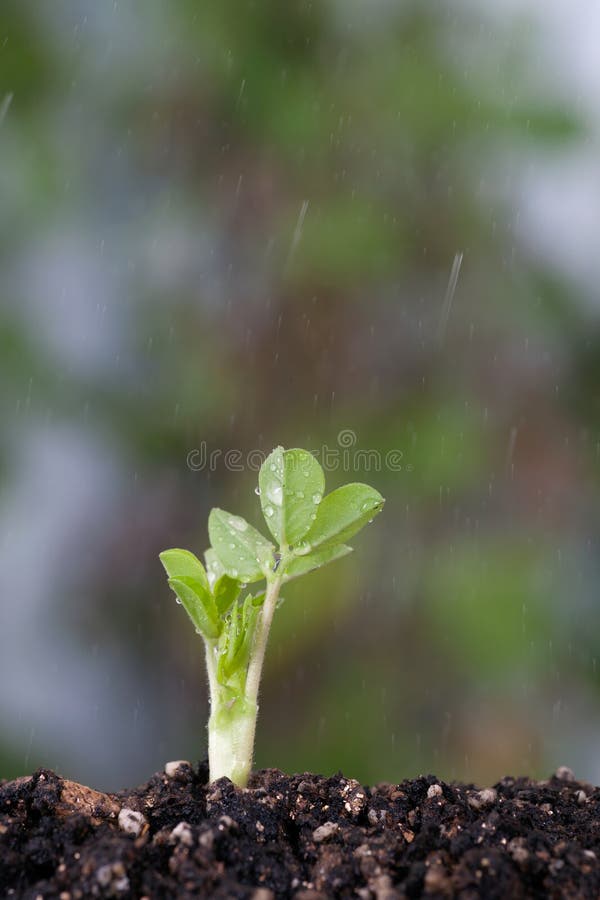 Spring Buds Grow from the Soil Stock Photo - Image of raindrops, grass ...