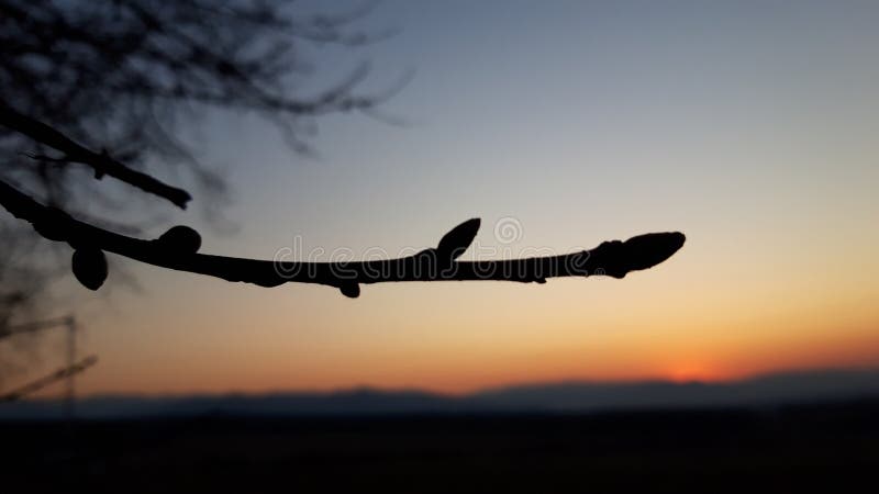 Spring Bud Ready To Bloom by the Sunset Stock Image - Image of ...