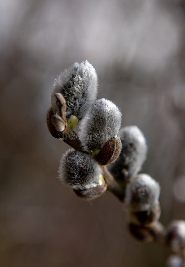 Spring Buds Kittens Bloom in Nature Park Stock Image - Image of bloom ...